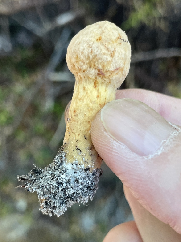 Woolly Pine Spike from Mt. Baker-Snoqualmie National Forest, North Bend ...