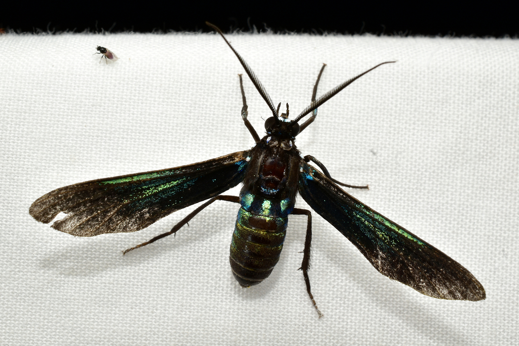 Poliopastea cyllarus from Purires, San José, Atenas, Costa Rica on ...