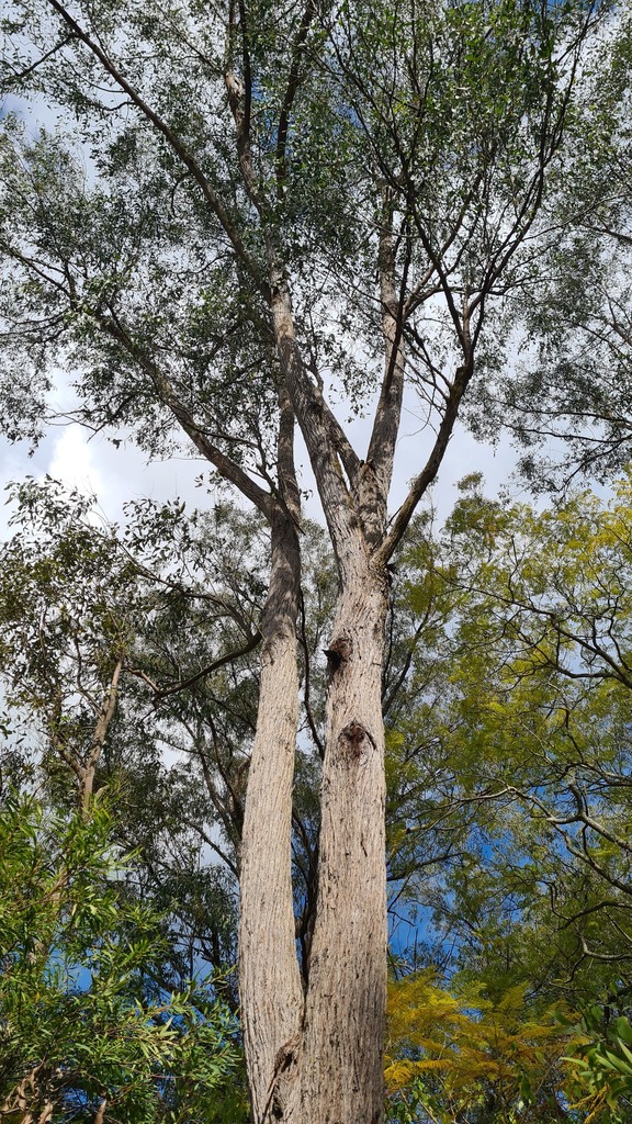 thin-leaved stringybark from Wisemans Ferry NSW 2775, Australia on ...
