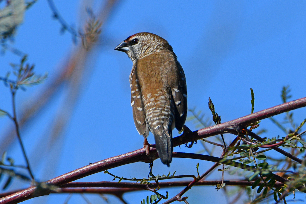 Plum-headed Finch from Cloncurry QLD 4824, Australia on August 8, 2023 ...