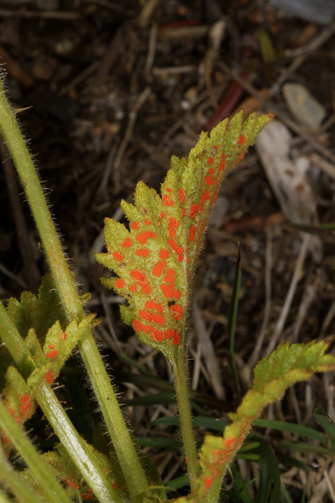blackberry orange rust from Schoodic Point, Winter Harbor, ME 04693 on ...