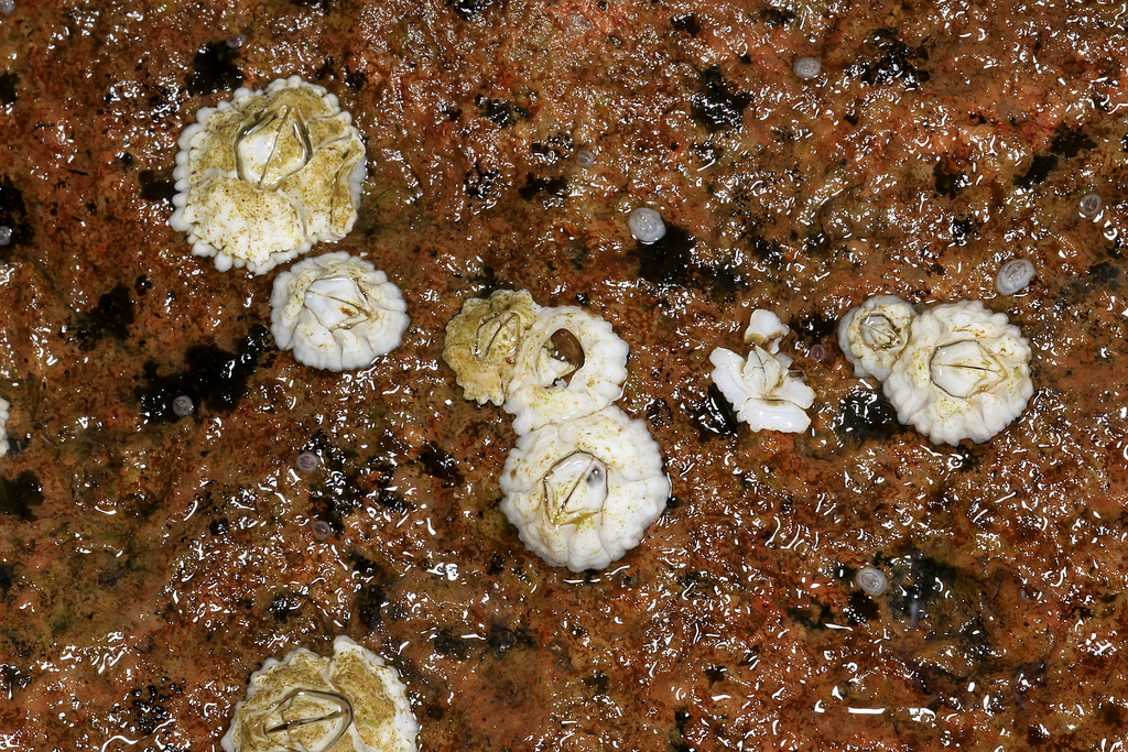 Northern Acorn Barnacle from Winter Harbor, ME, USA on June 8, 2023 at ...