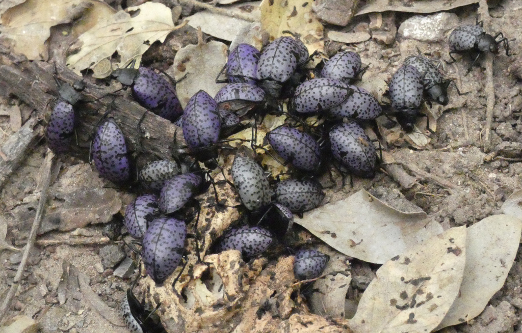 Blue Fungus Beetle from Santa Cruz County, AZ, USA on September 3, 2022 ...