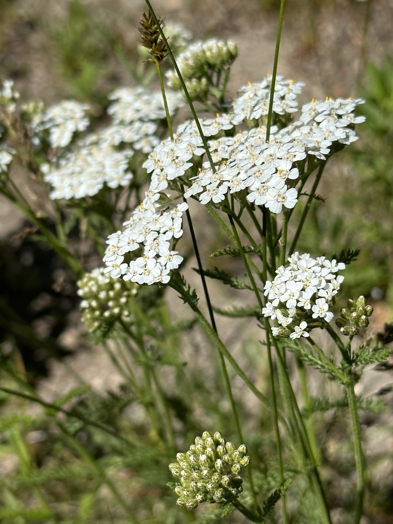 common yarrow from Sequoia & Kings Canyon National Parks, Three Rivers ...