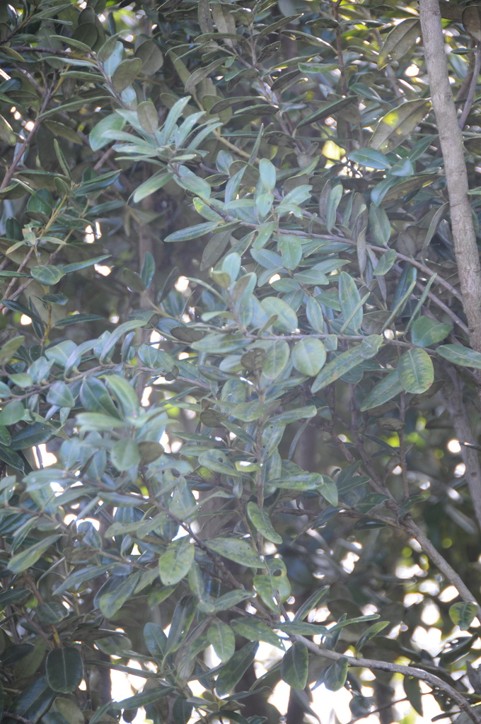 Rātā and allies from Edgecumbe, New Zealand on August 9, 2023 at 12:54 ...