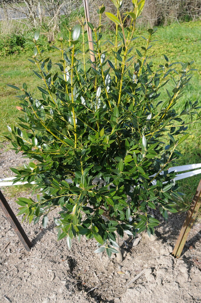 Rātā and allies from Edgecumbe, New Zealand on August 9, 2023 at 01:02 ...