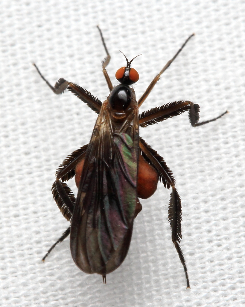 Long-tailed Dance Fly from Oak Ridges Trailhead, Richmond Hill, ON ...