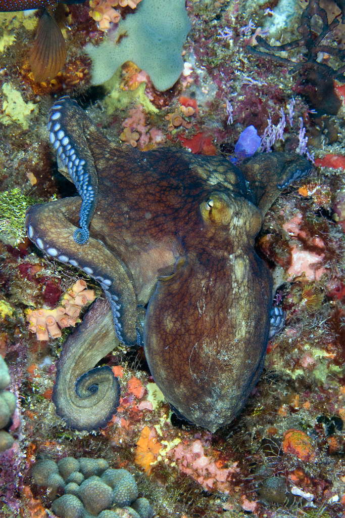 Brazilian Reef Octopus from Saba, Caribbean Netherlands on August 29 ...