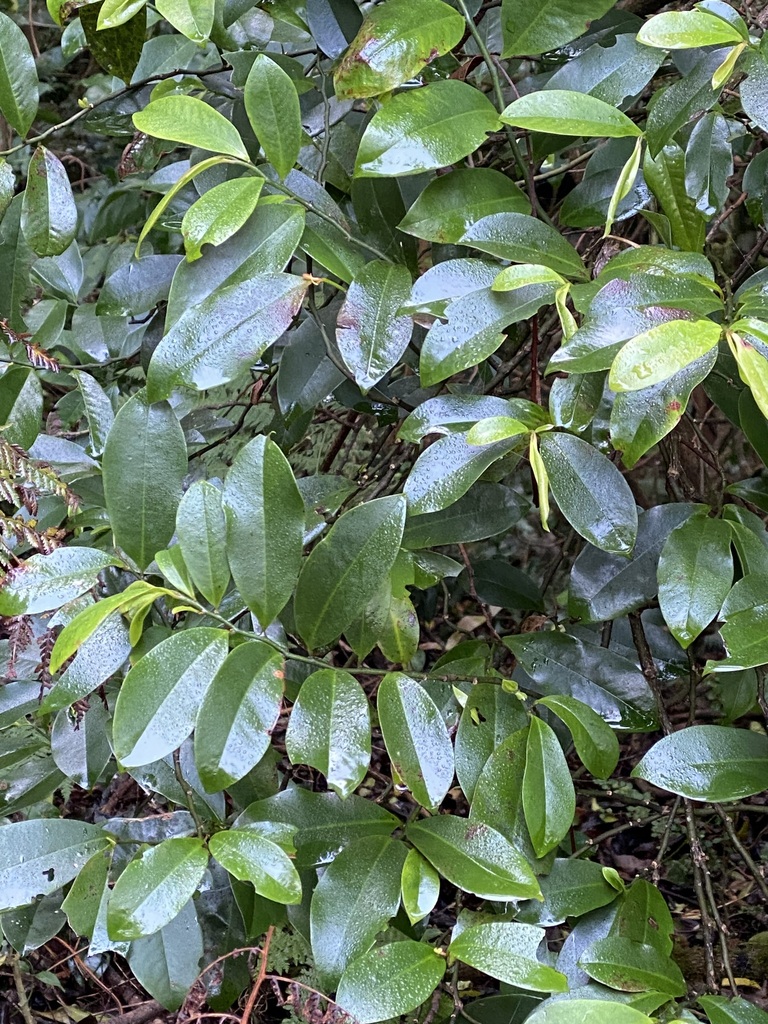 Bolwarra in August 2023 by runswild · iNaturalist