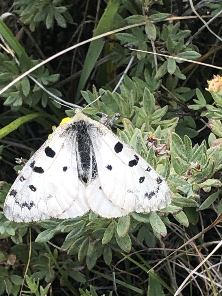 Rocky Mountain Parnassian from Kananaskis, AB, CA on August 7, 2023 at ...
