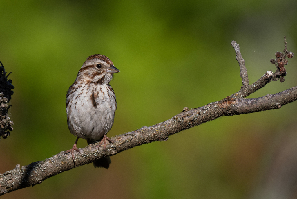 Song Sparrow from Leelanau County, MI, USA on May 27, 2023 at 07:53 PM ...