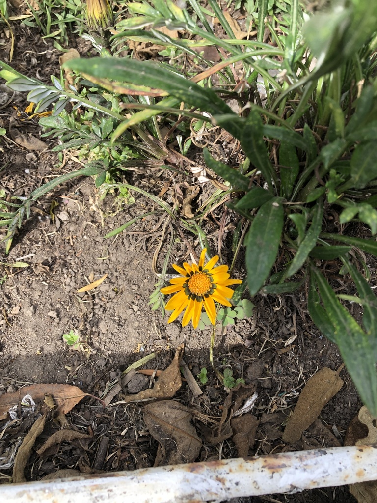 Trailing Treasureflower from Parque Central, Mejía, Pichincha, EC on ...