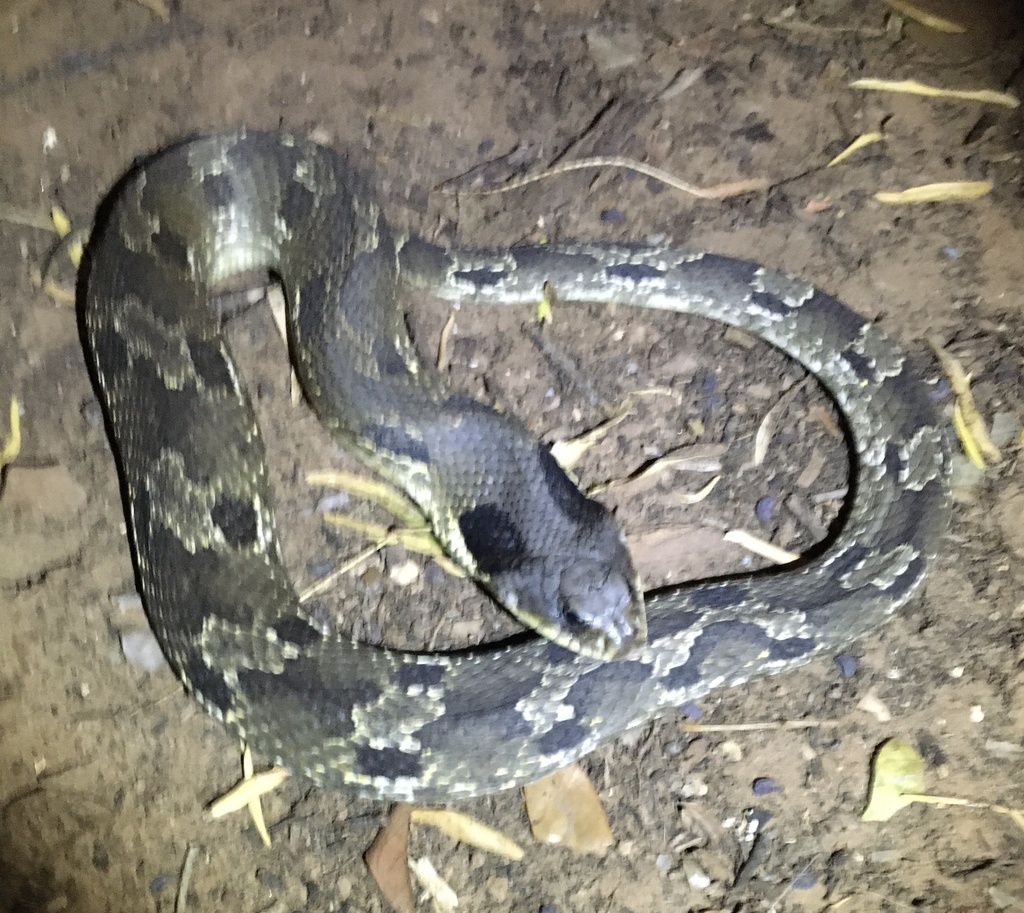 Eastern Hognose Snake from County Road 124, Floresville, TX, US on ...