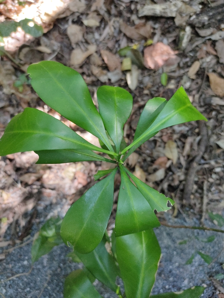 saffron heart from Dundowran Beach QLD 4655, Australia on August 9 ...