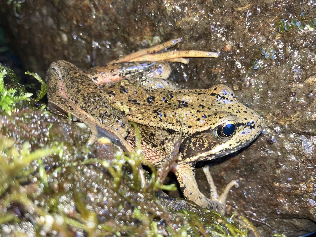 Northern Red-legged Frog in August 2023 by Jeff Ward · iNaturalist