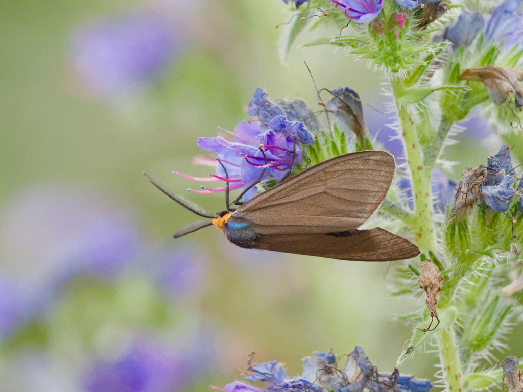 Virginia Ctenucha Moth from Hampton, NB, Canada on July 10, 2023 at 06: ...