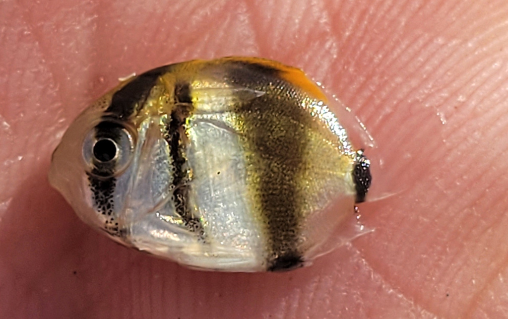 Ocellate Butterflyfish from Pinrang Regency, South Sulawesi, Indonesia ...