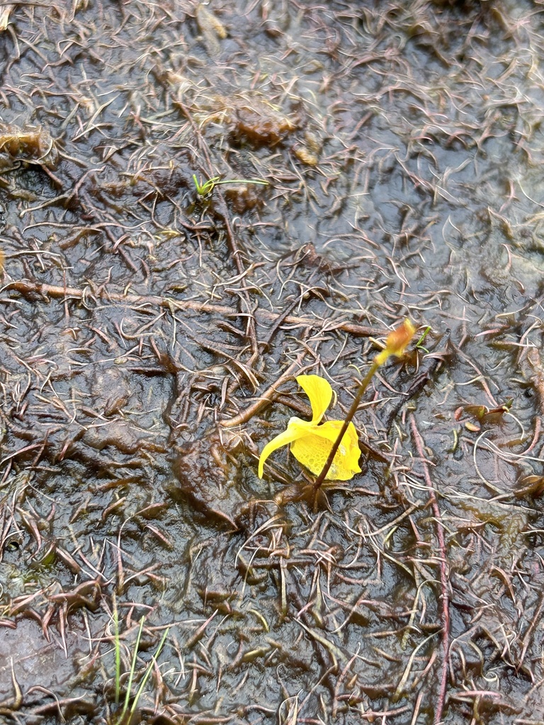 Horned Bladderwort from Acadia National Park, Southwest Harbor, ME, US ...