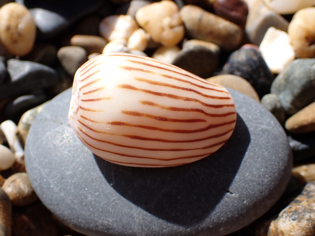 Zebra Volute from Emerald Beach NSW 2456, Australia on August 9, 2023 ...