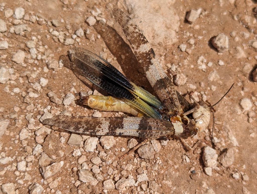 Pallid-winged Grasshopper in August 2023 by Shaun M. McCoshum · iNaturalist