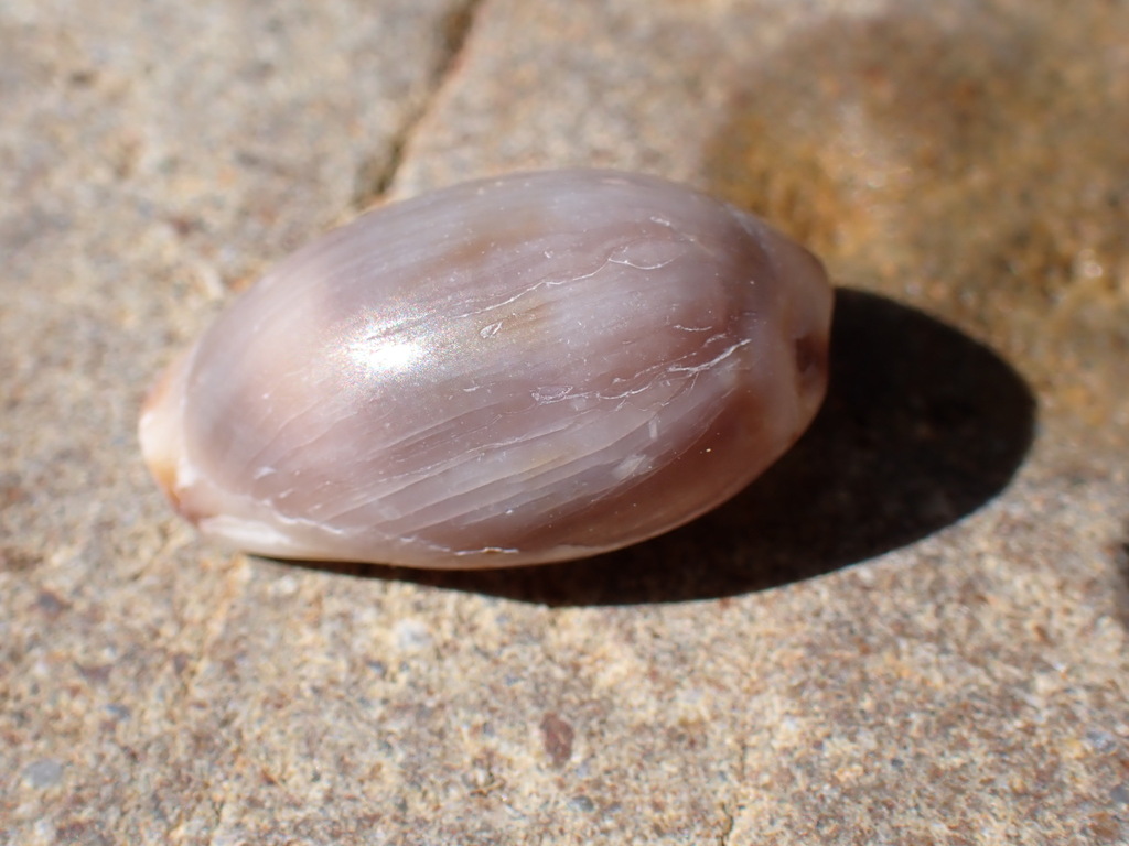 graceful cowrie from Emerald Beach NSW 2456, Australia on August 9 ...