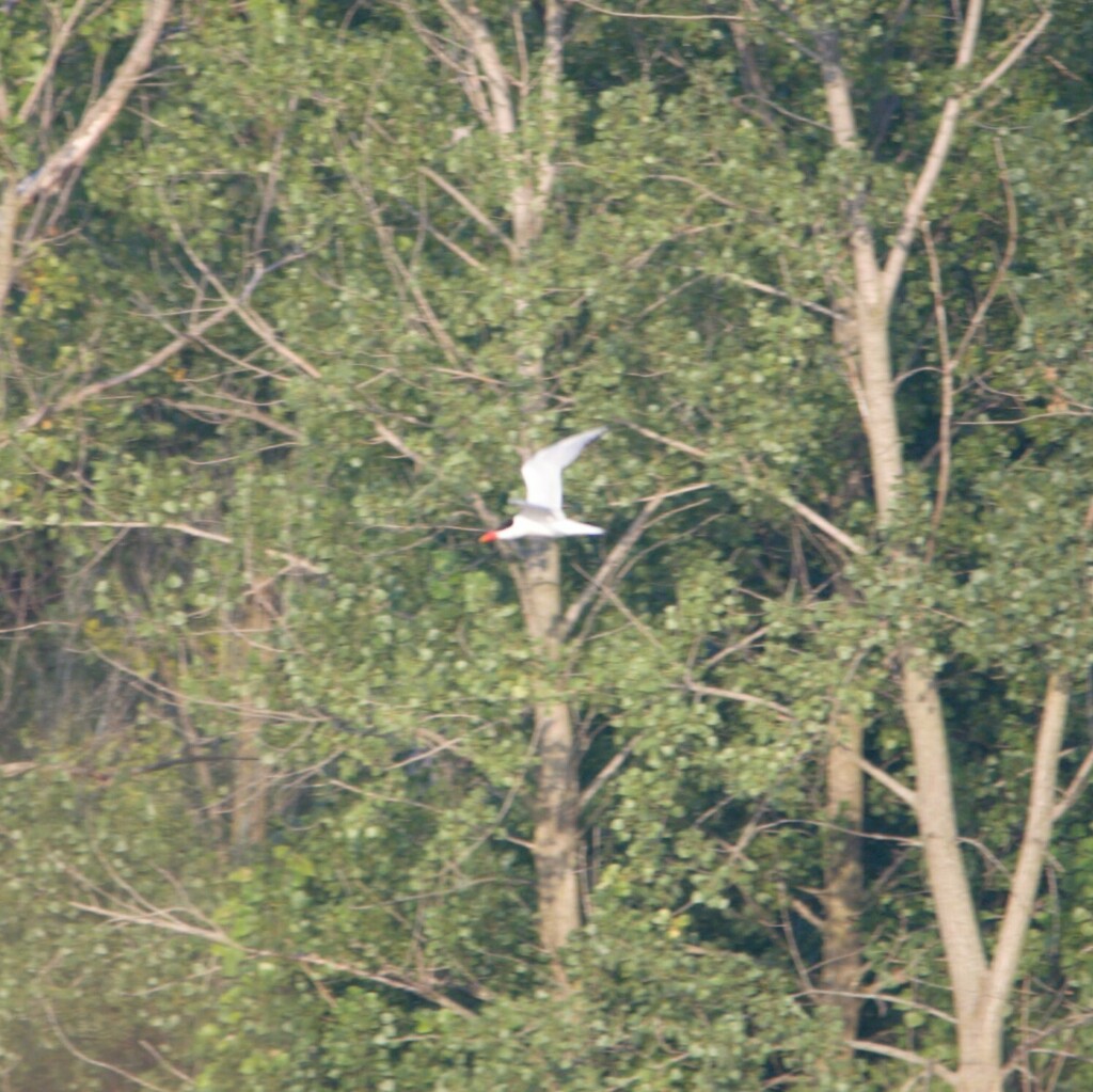 Caspian Tern from Dupage County, IL, USA on August 8, 2023 at 09:10 AM ...