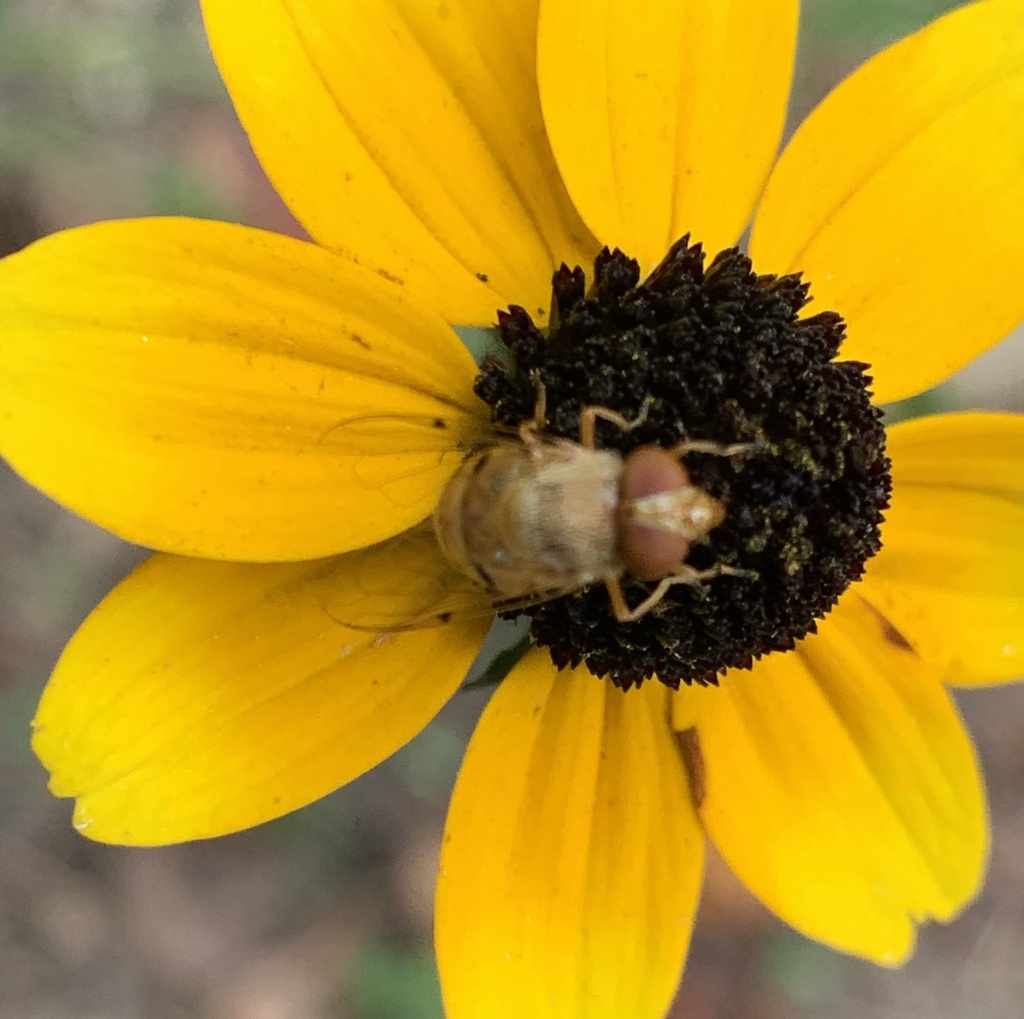 Six-spotted Bromeliad Fly from Freeman Rd, Hampton, GA, US on August 8 ...