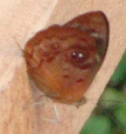 Eunica orphise from Manú Province, Peru on October 25, 2009 at 04:41 PM ...