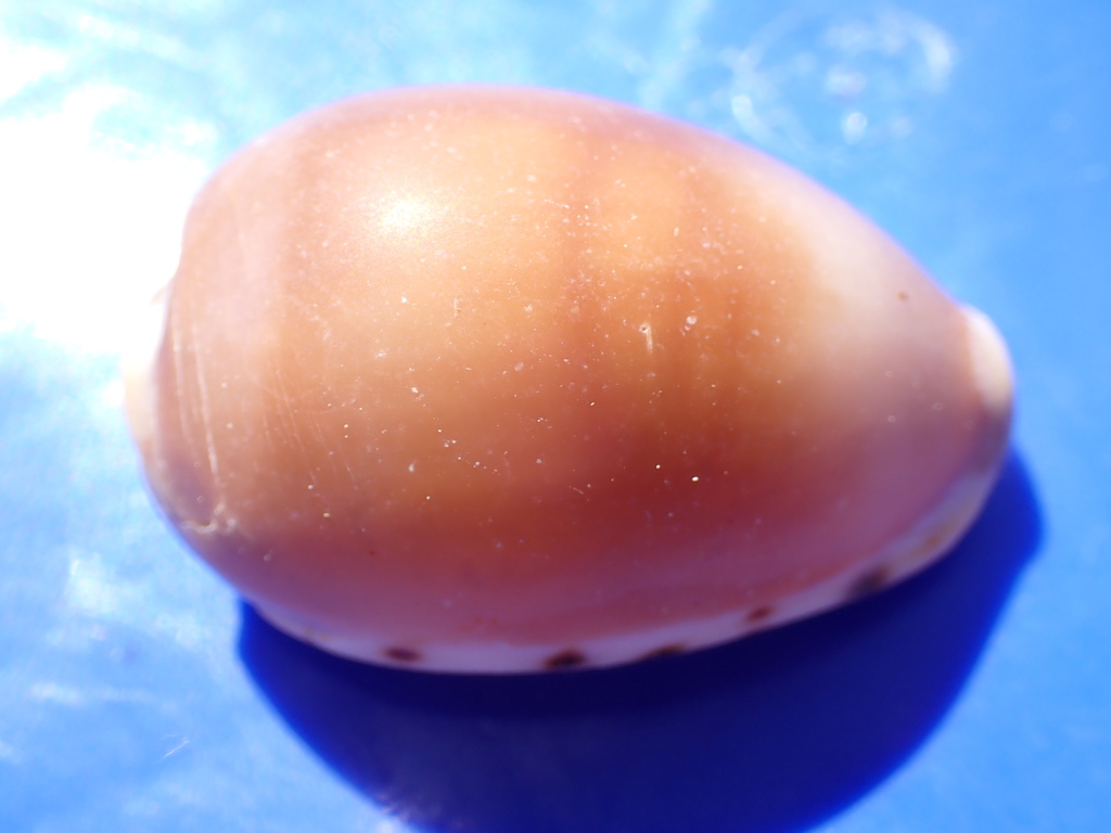 yellow-toothed cowrie from Emerald Beach NSW 2456, Australia on August ...