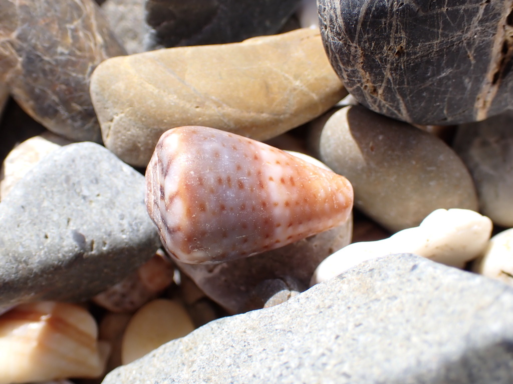 Black-end Cone from Emerald Beach NSW 2456, Australia on August 9, 2023 ...