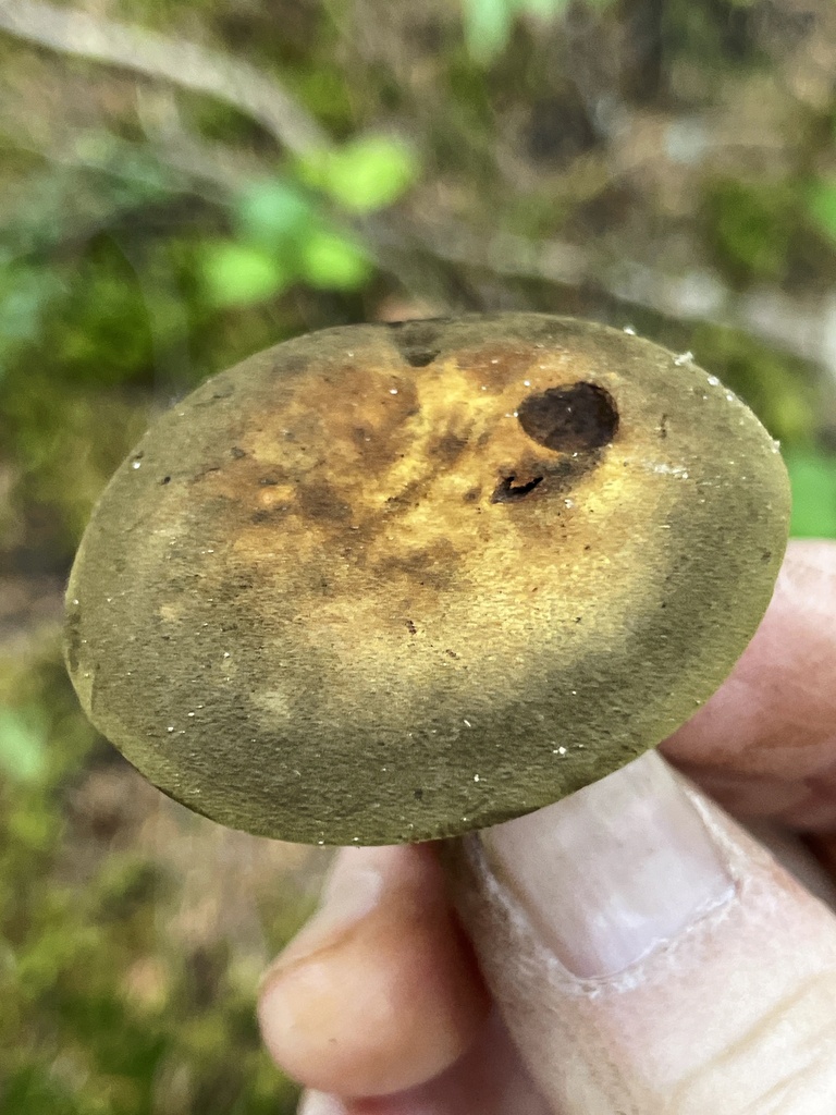 Western Gilled Bolete from Mt. Baker-Snoqualmie National Forest, North ...