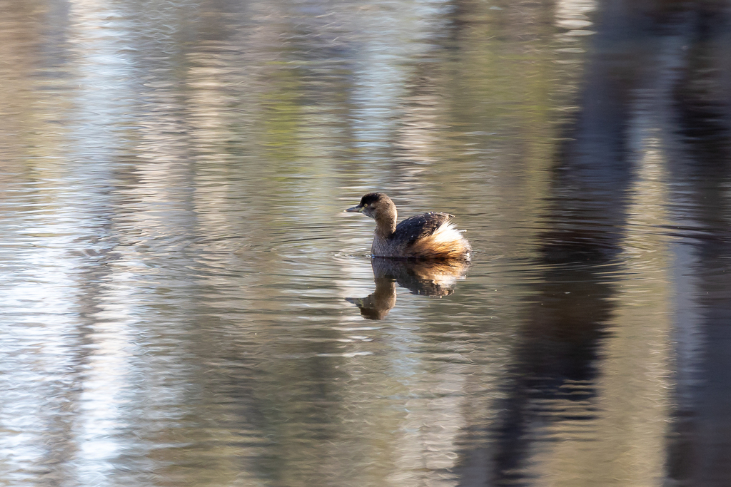 Australasian Grebe from Neereman VIC 3463, Australia on August 8, 2023 ...