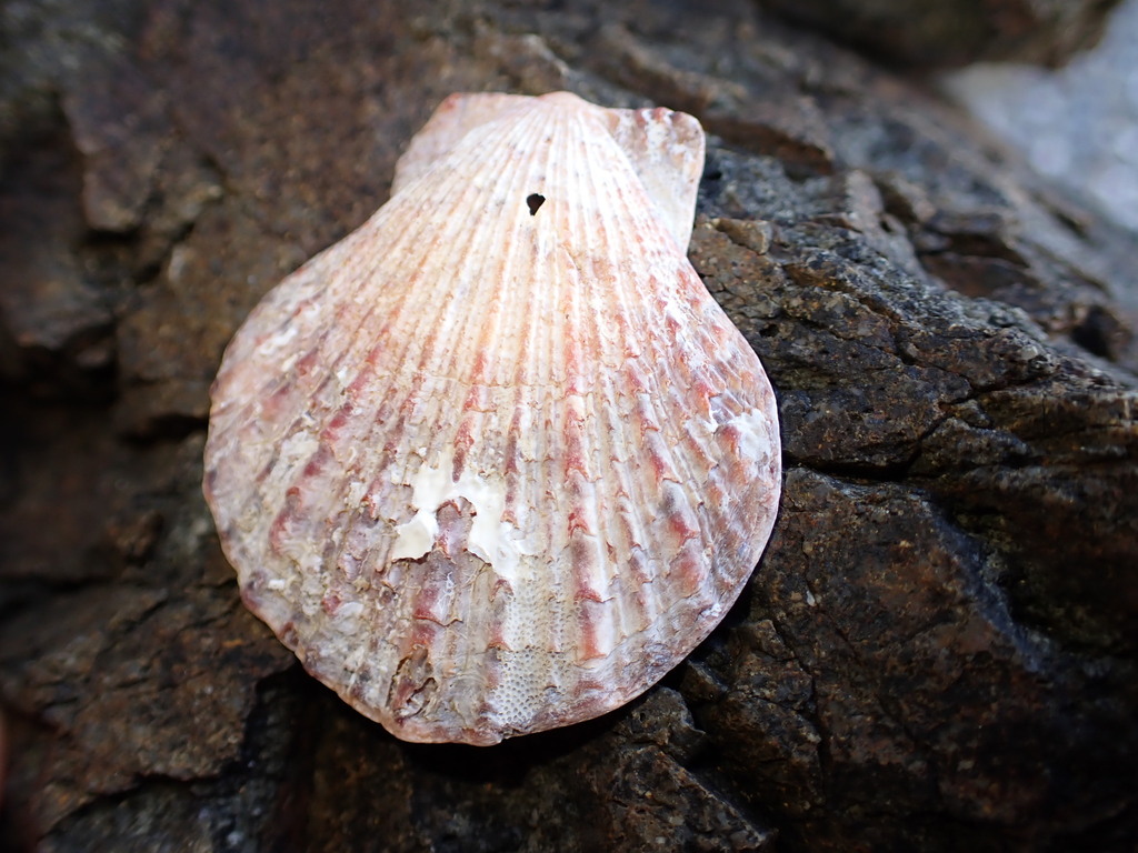 Livid Fan Scallop from Emerald Beach NSW 2456, Australia on August 9 ...