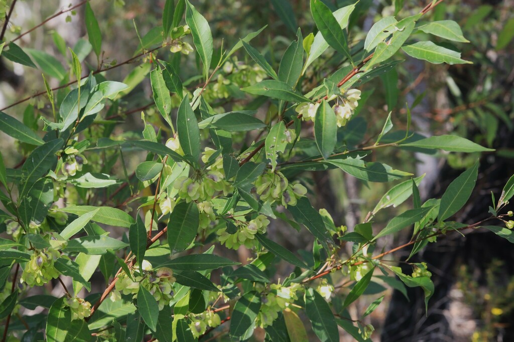 Common Hop Bush from North Stradbroke Island QLD 4183, Australia on ...