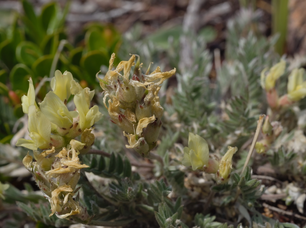 Cusick's Locoweed from Pincher Creek No. 9, AB, Canada on July 12, 2023 ...
