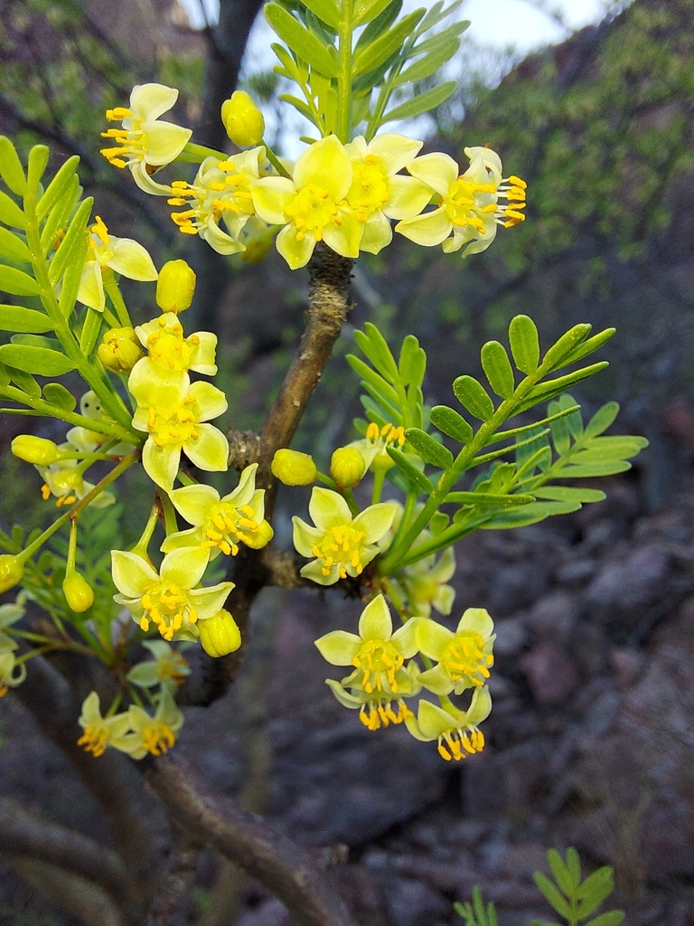 elephant tree from 85503 Son., México on August 5, 2023 at 07:49 AM by ...