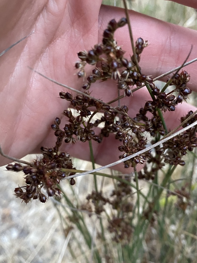 rushes from DeLaveaga Park, Santa Cruz, CA, US on August 8, 2023 at 07: ...
