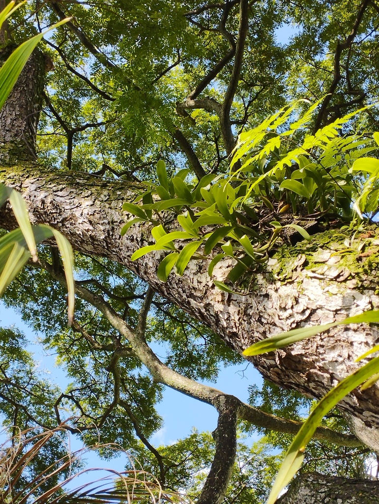 Callostylis pulchella from Jurong East, Singapore on August 9, 2023 at ...
