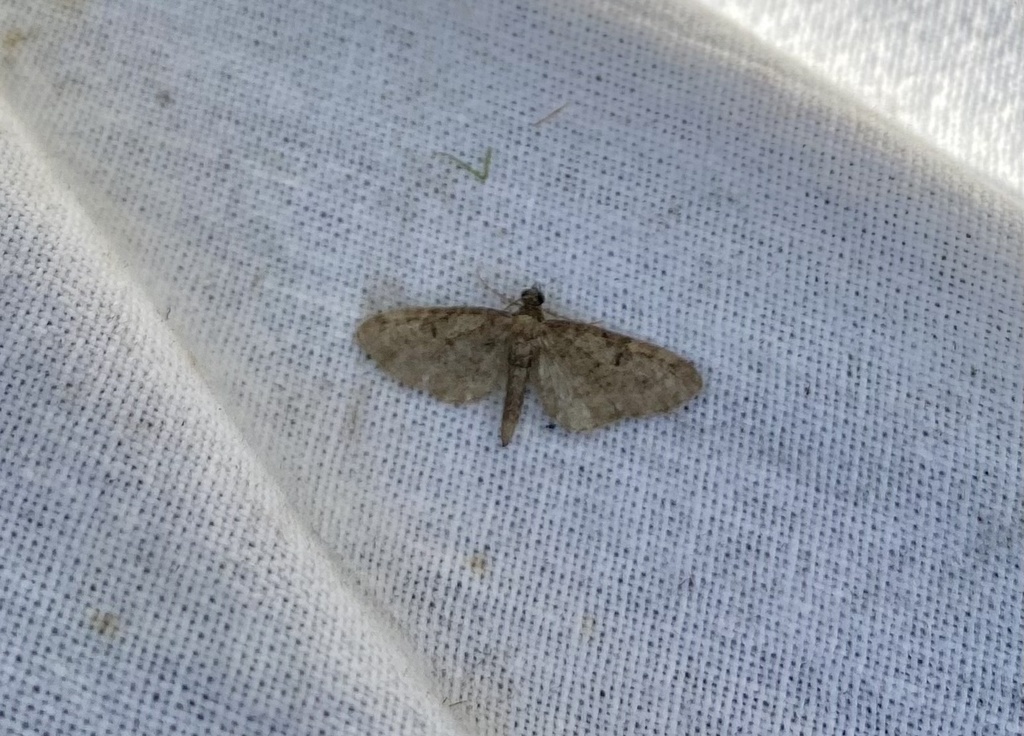 Golden-rod Pug from Шатковский район, Нижегородская область, RU on ...