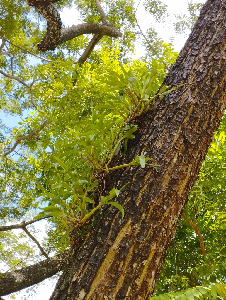 Pinalia from Jurong East, Singapore on August 9, 2023 at 10:19 AM by ...