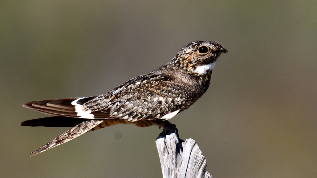 Lesser Nighthawk from Bustamante, N.L., México on August 8, 2023 at 09: ...