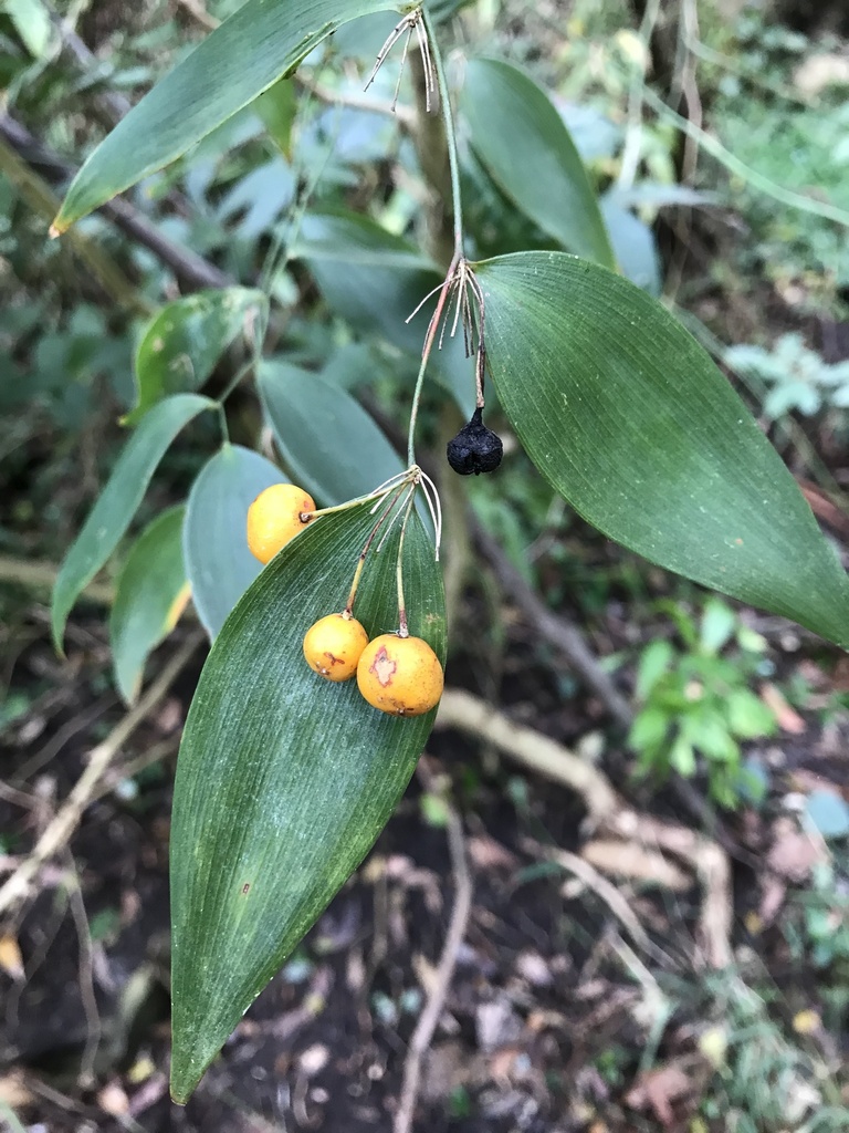 Wombat Berry from Berowra Waters Rd, Berowra Heights, NSW, AU on August ...