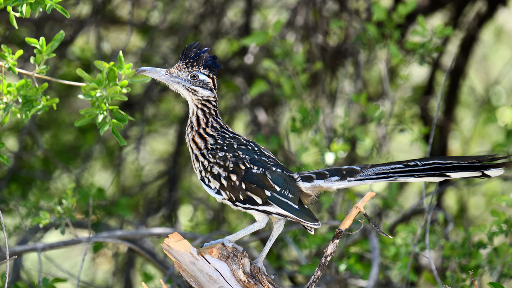 Greater Roadrunner from Bustamante, N.L., México on August 8, 2023 at ...