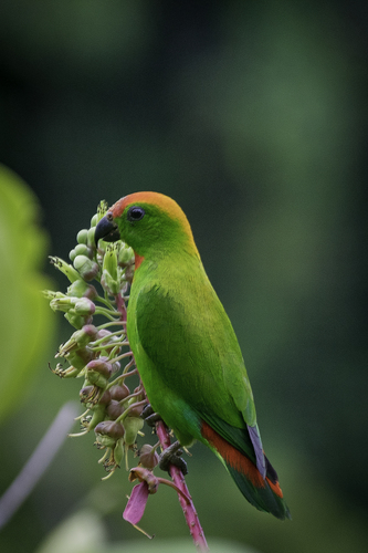 Sulu Philippine Hanging Parrot (Subspecies Loriculus philippensis ...