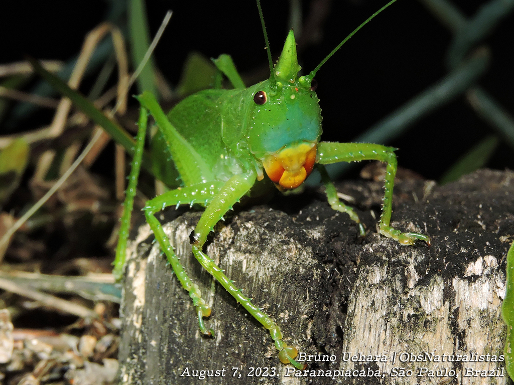 Copiphora from Paranapiacaba, Santo André - SP, Brasil on August 7 ...