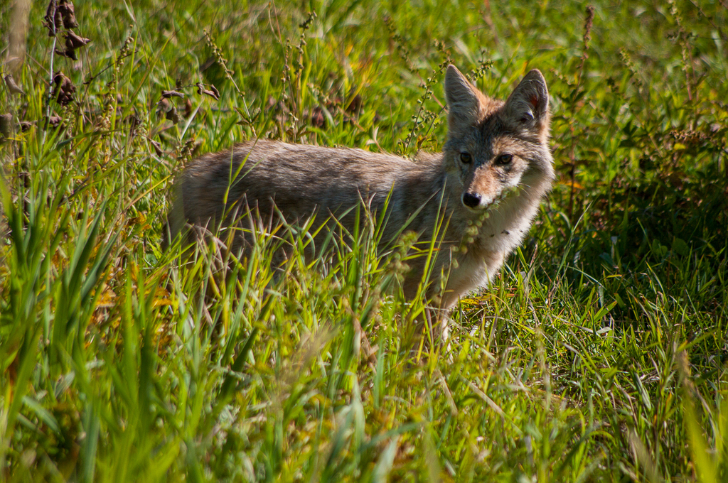 Plains Coyote (Canis latrans latrans) - Know Your Mammals