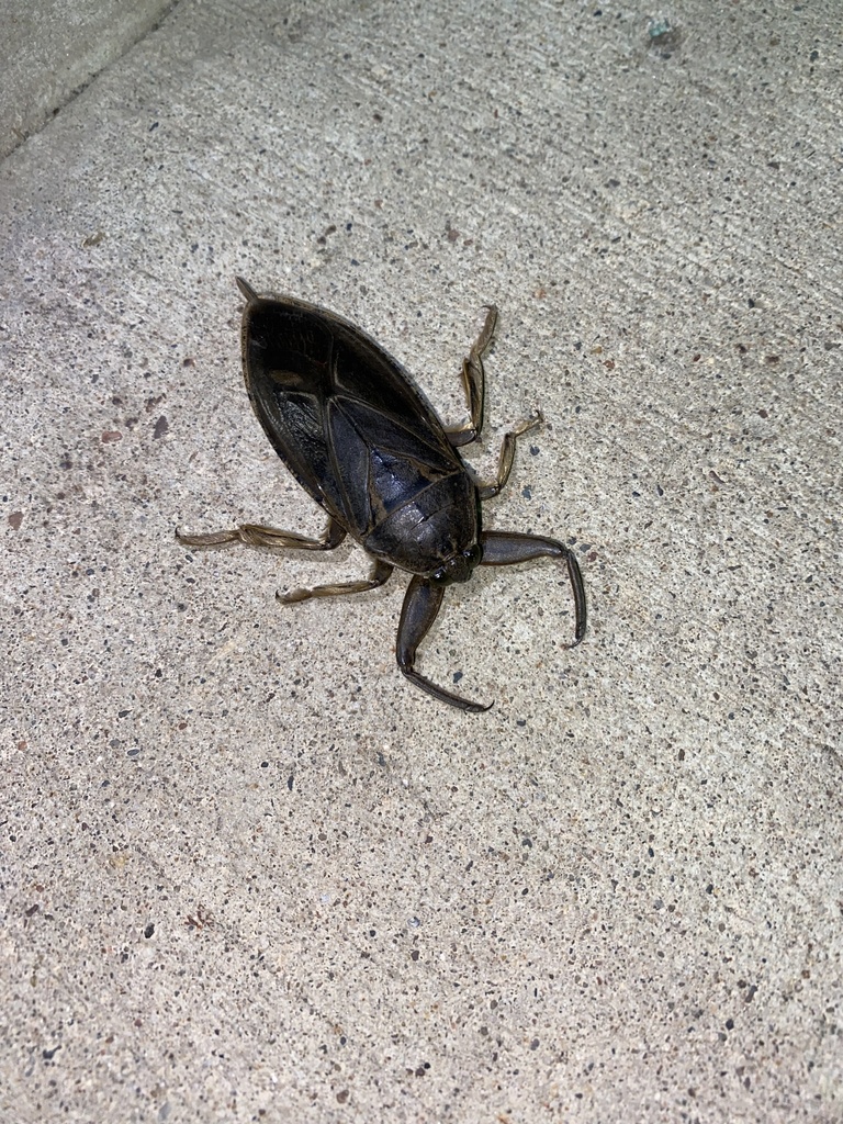 American Giant Water Bug from Main St NE, Fridley, MN, US on August 9 ...