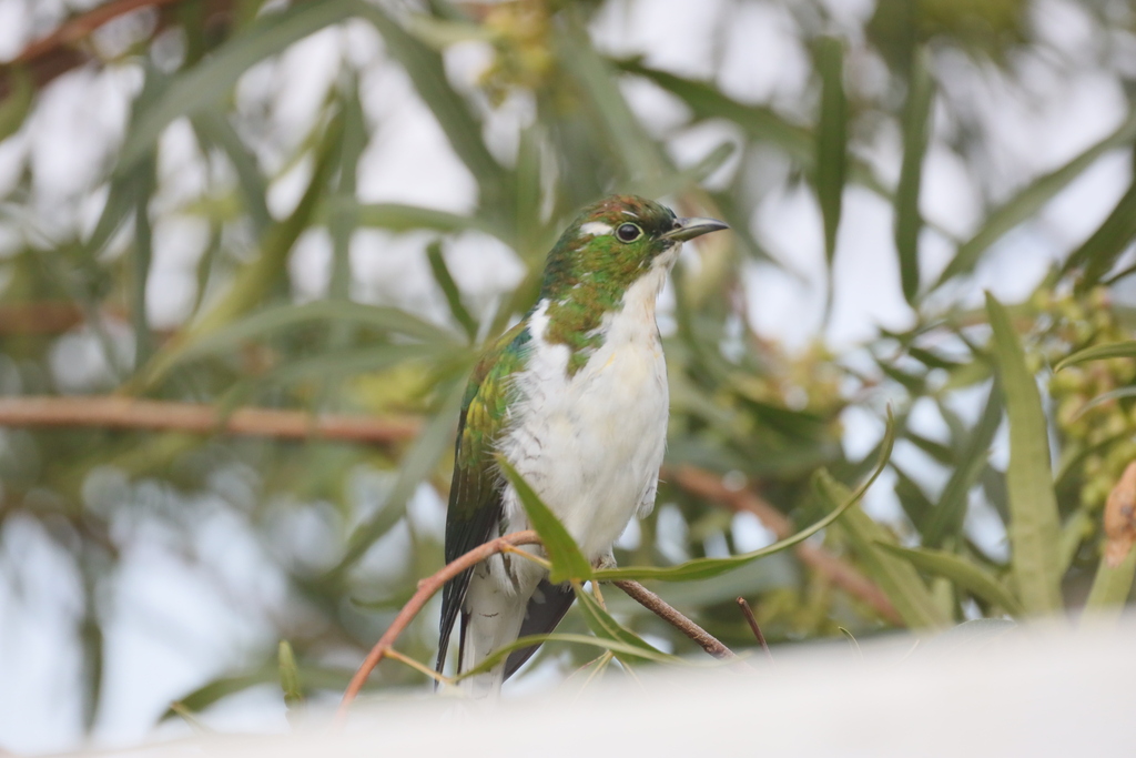 Klaas's Cuckoo from Kannaland Local Municipality, South Africa on ...