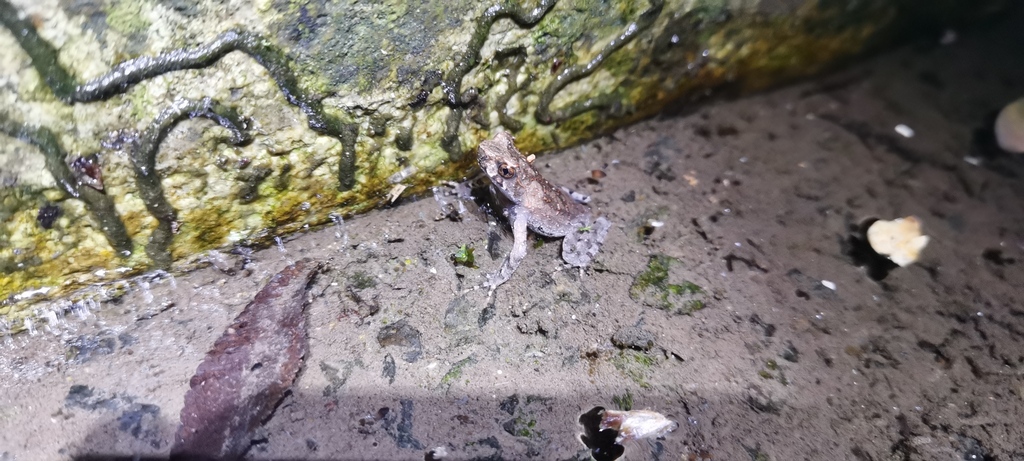 Pale-shouldered Horned Toad from 中国浙江省舟山市定海区 on June 09, 2022 at 10:34 ...