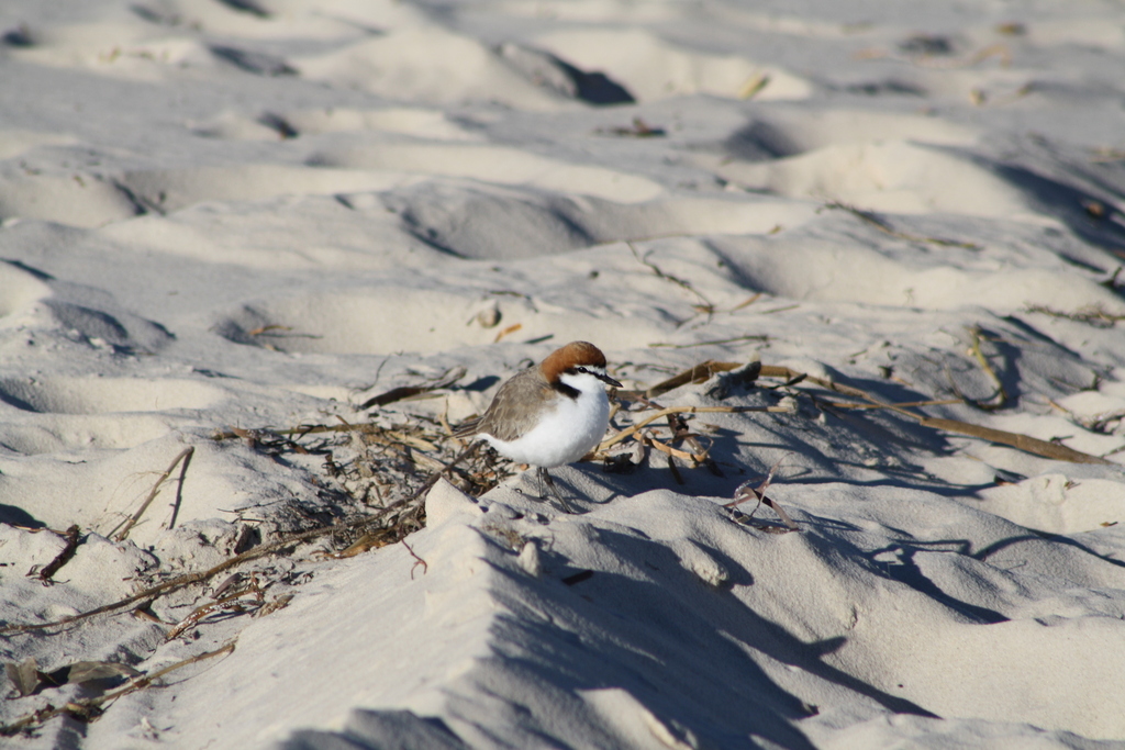 Red-capped Plover from Adelaide SA, Australia on August 9, 2023 at 09: ...